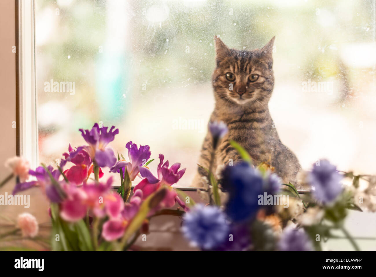 an adorable cat looking inside from a dirty window Stock Photo - Alamy