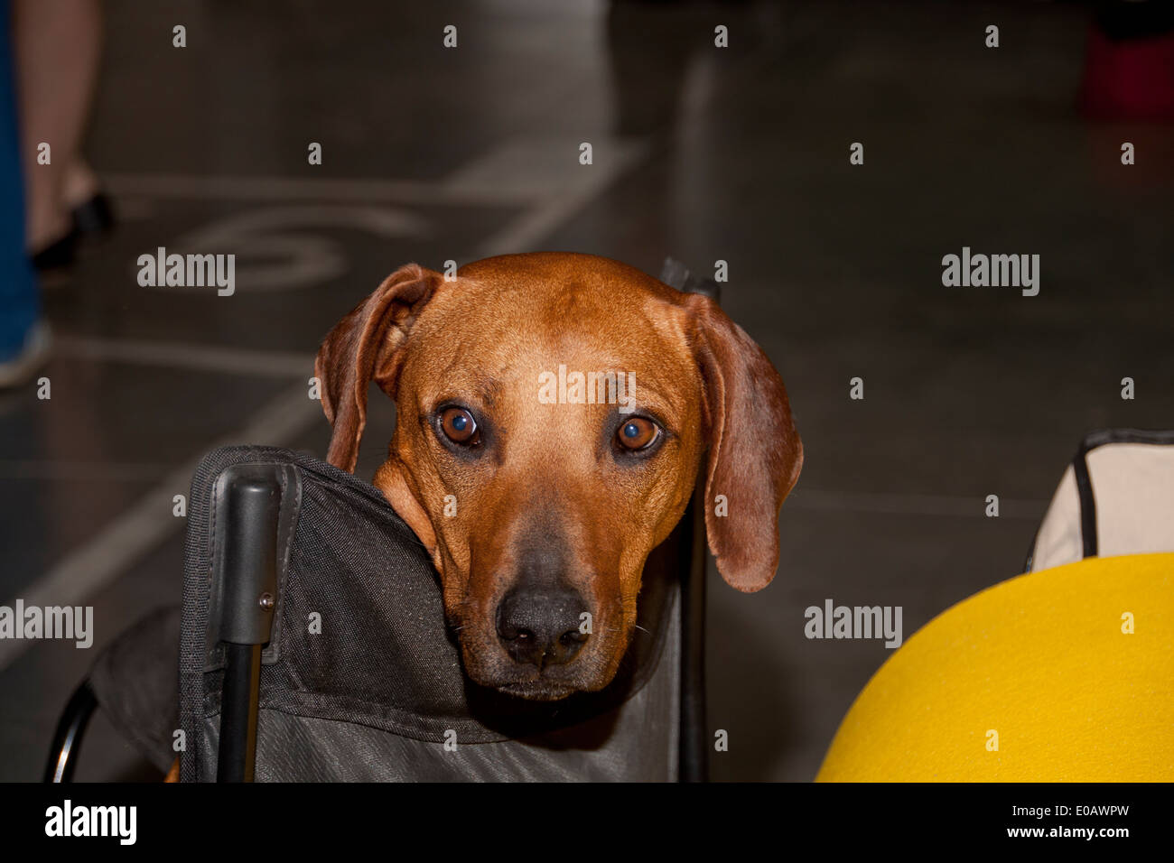 South african dog breed hi-res stock photography and images - Alamy