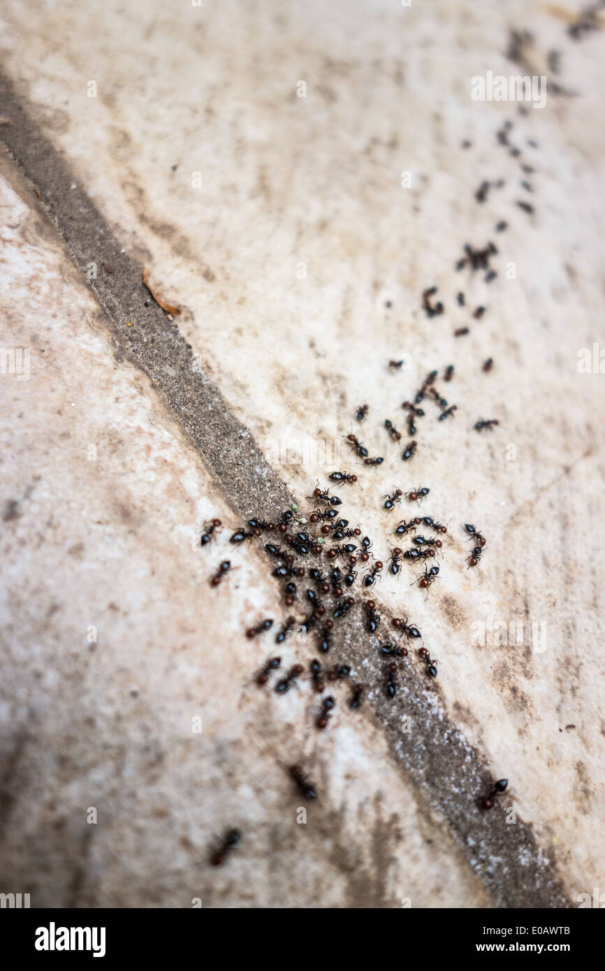 macro shot of a row of ants crawling on the ground Stock Photo - Alamy