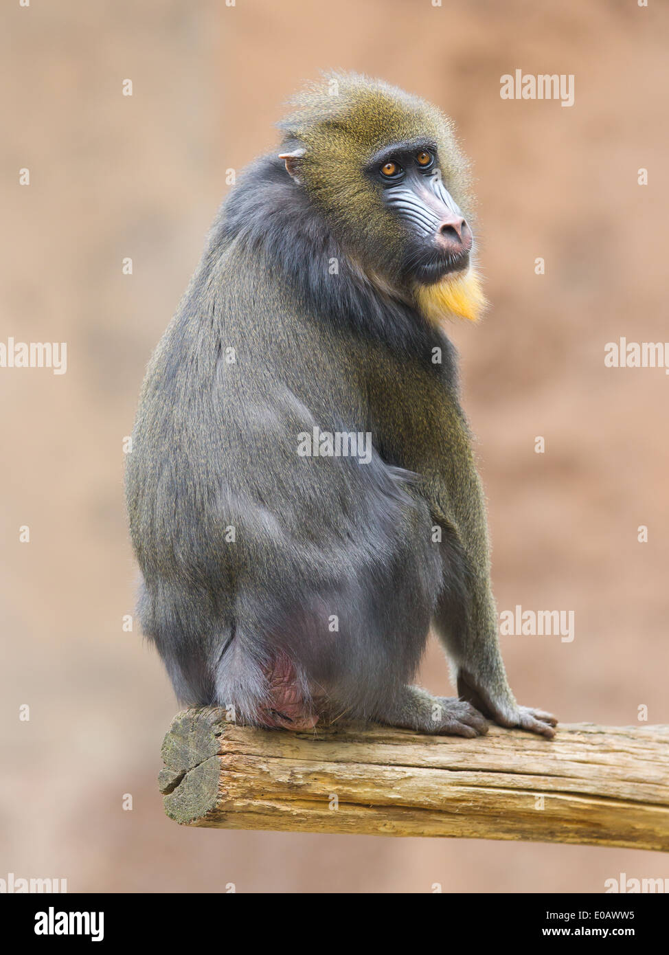 Portrait of the adult mandrill in it's natural habitat Stock Photo - Alamy