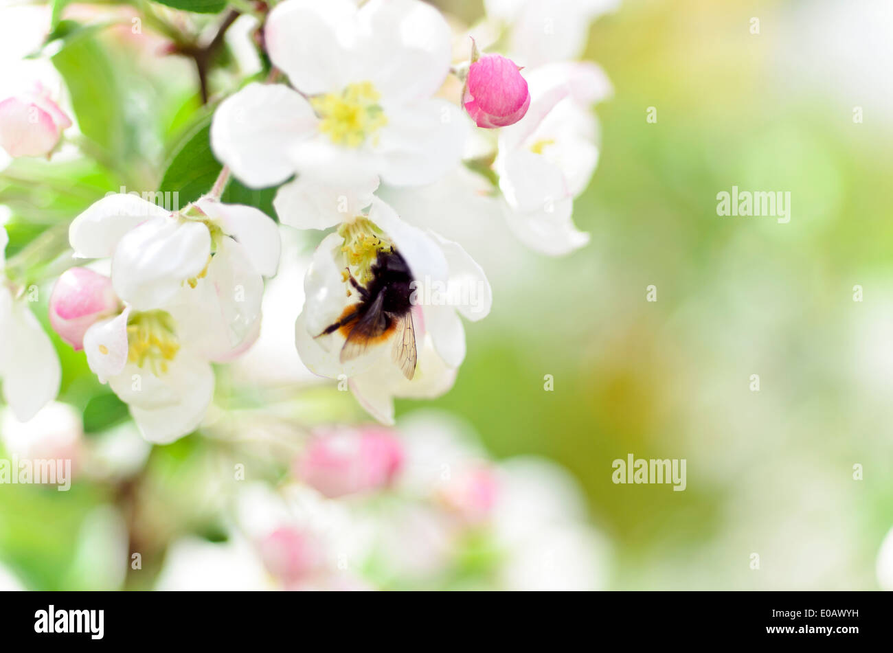 Bumblebee at white blossom of apple tree Stock Photo - Alamy