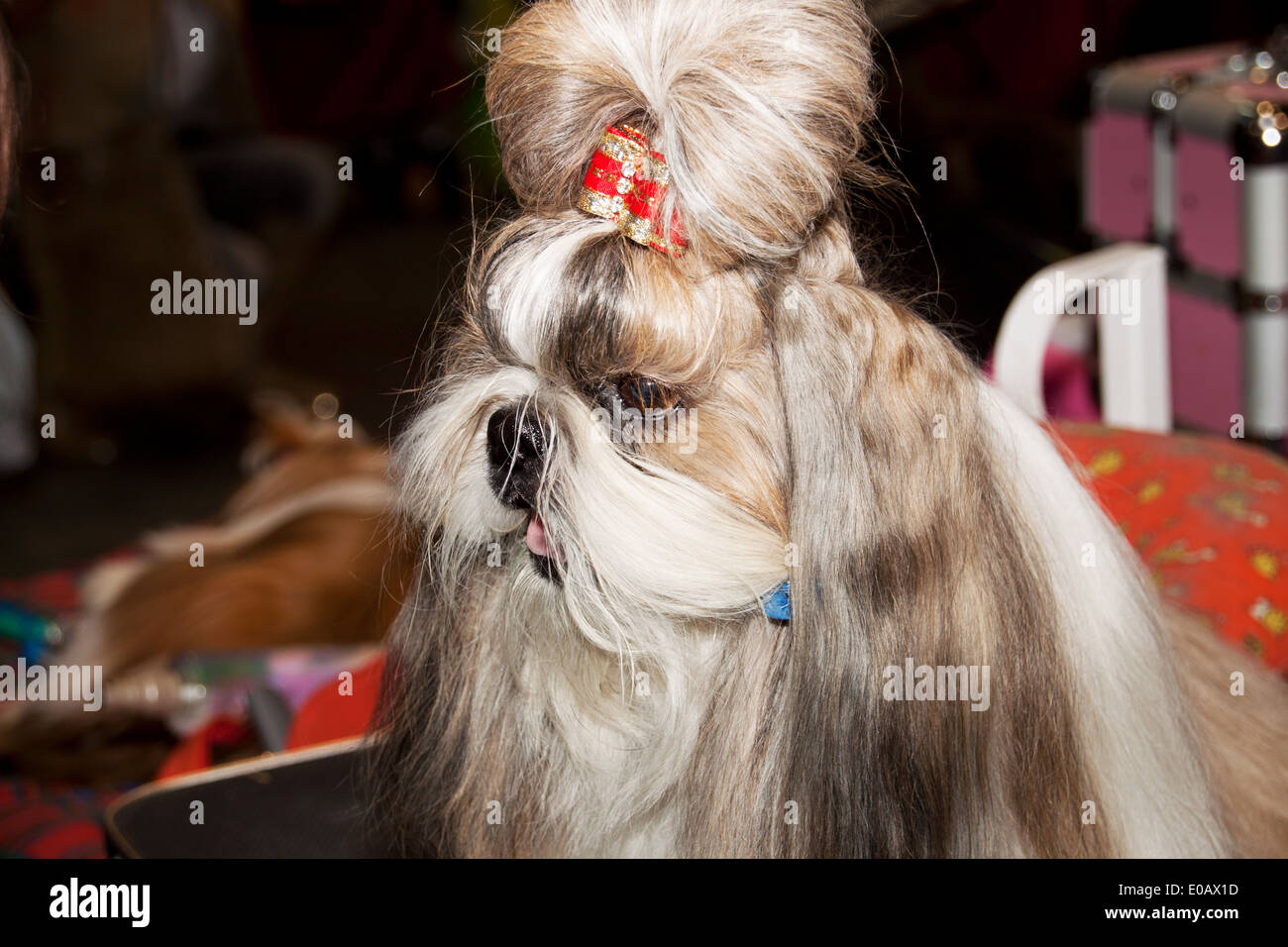 Lhasa Apso At Dog Groomer High Resolution Stock Photography and Images ...