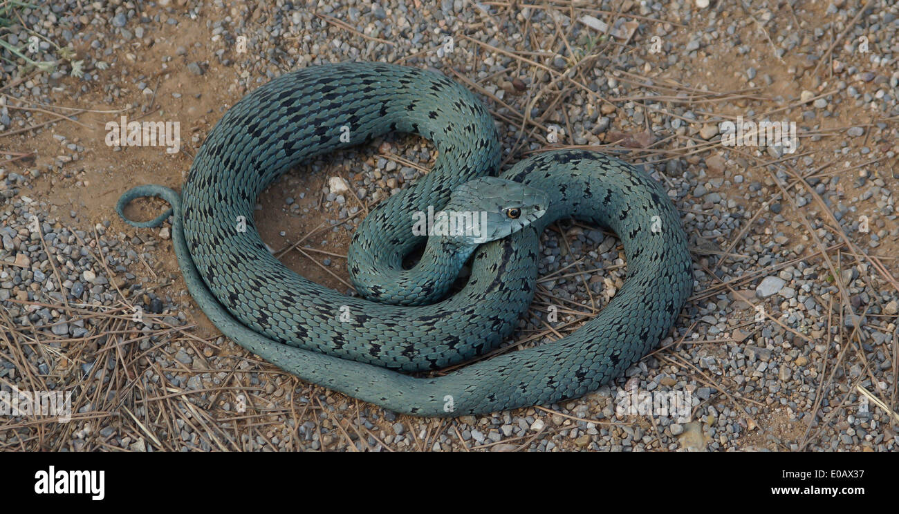 Snake heart hi-res stock photography and images - Alamy