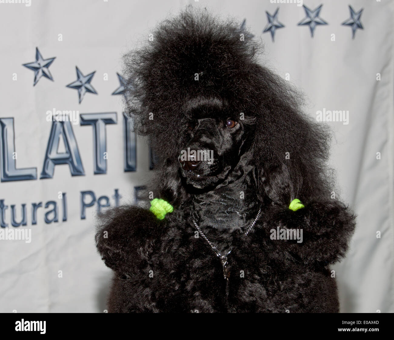 Pudels High Resolution Stock Photography and Images - Alamy