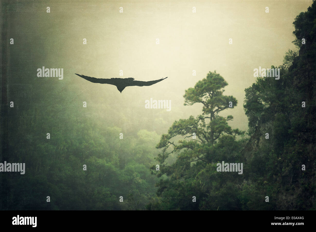 Raven Flying High Resolution Stock Photography and Images - Alamy