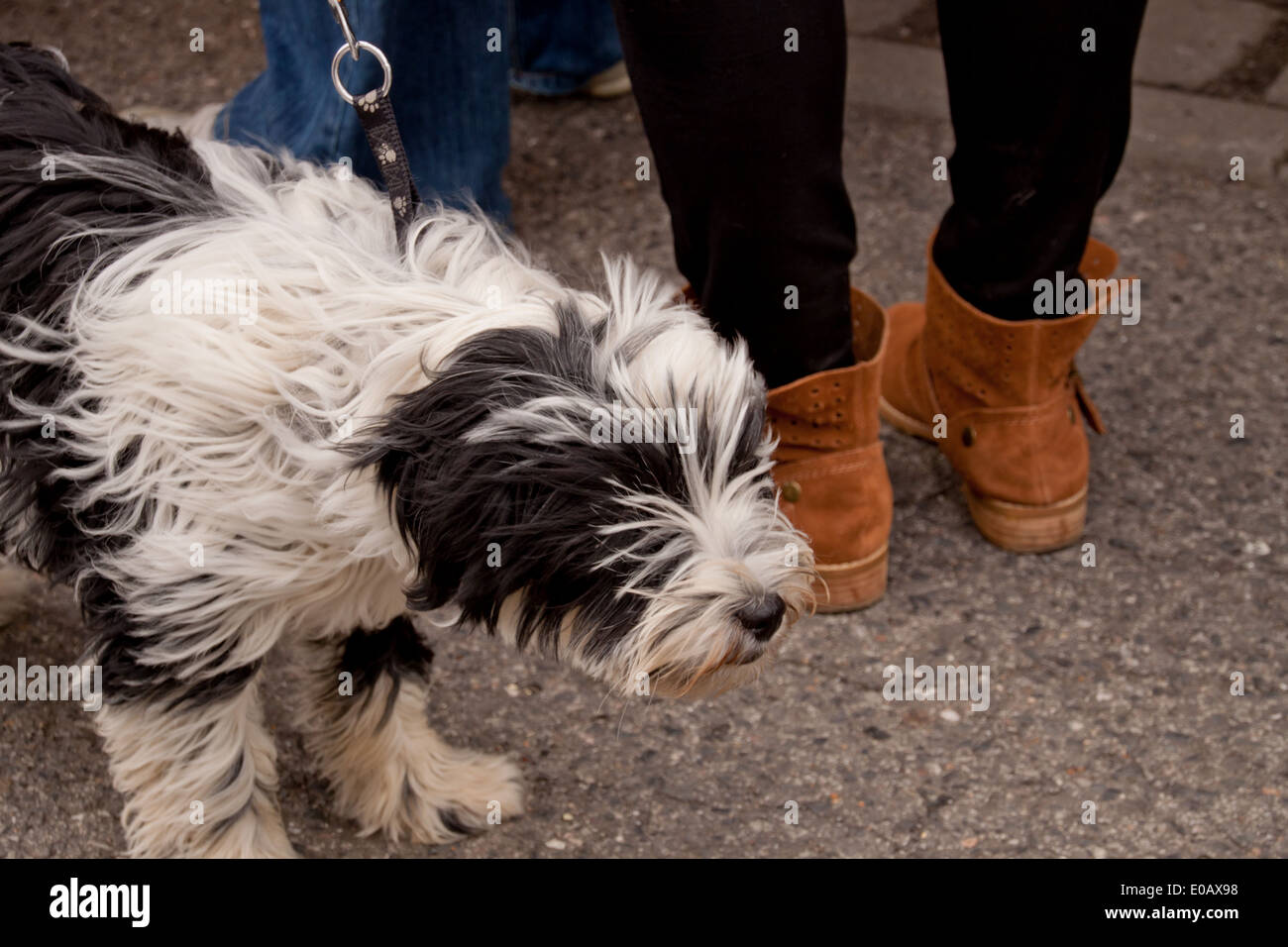 Puppy handling hi-res stock photography and images - Alamy