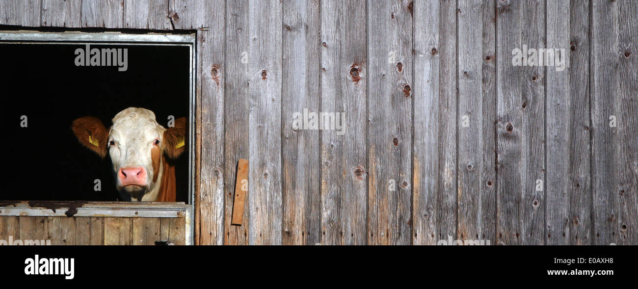 Goerisried, Germany. 04th May, 2014. A cow looks out of the window of a ...