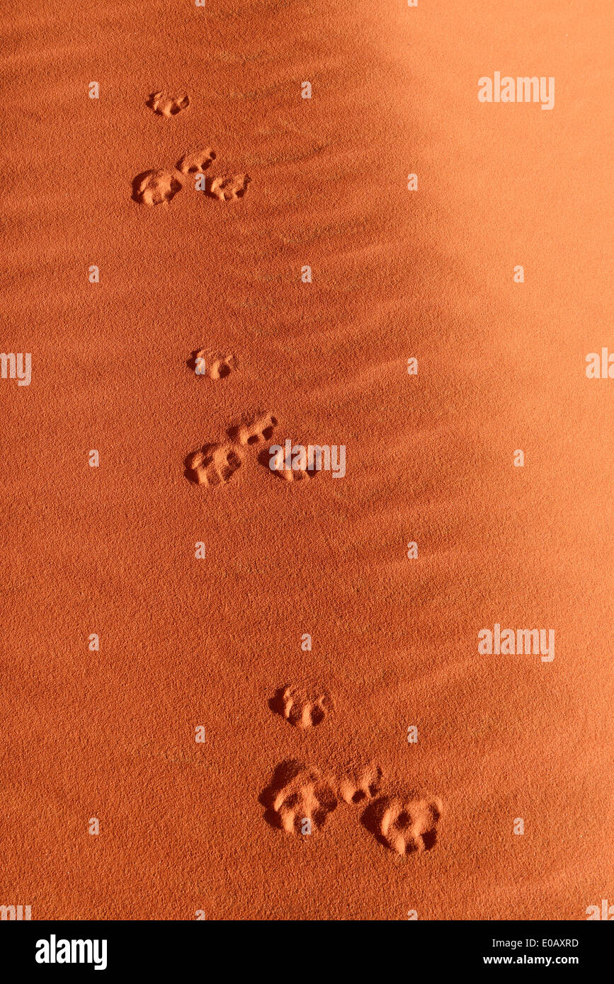 Algeria, Tassili n Ajjer, Sahara, fresh track of a Golden jackal (Canis ...