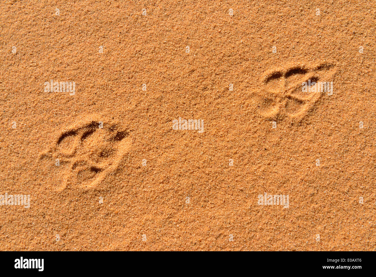Jackal algeria hi-res stock photography and images - Alamy
