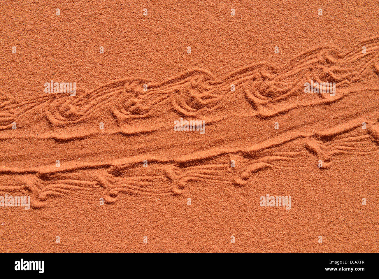 African spiny tailed lizard hi-res stock photography and images - Alamy