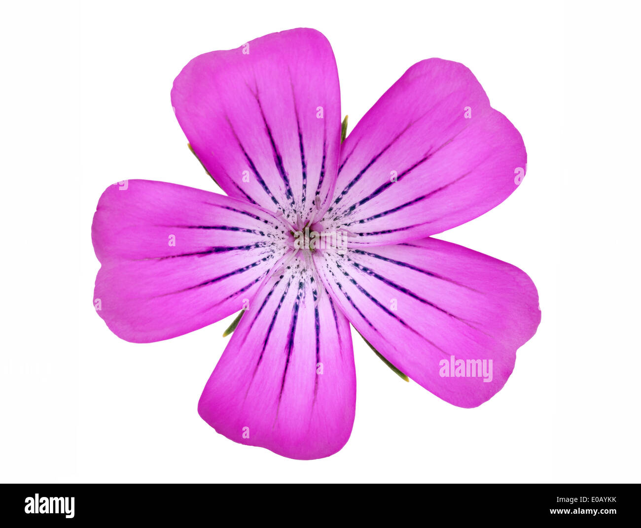 Agrostemma white hi-res stock photography and images - Alamy