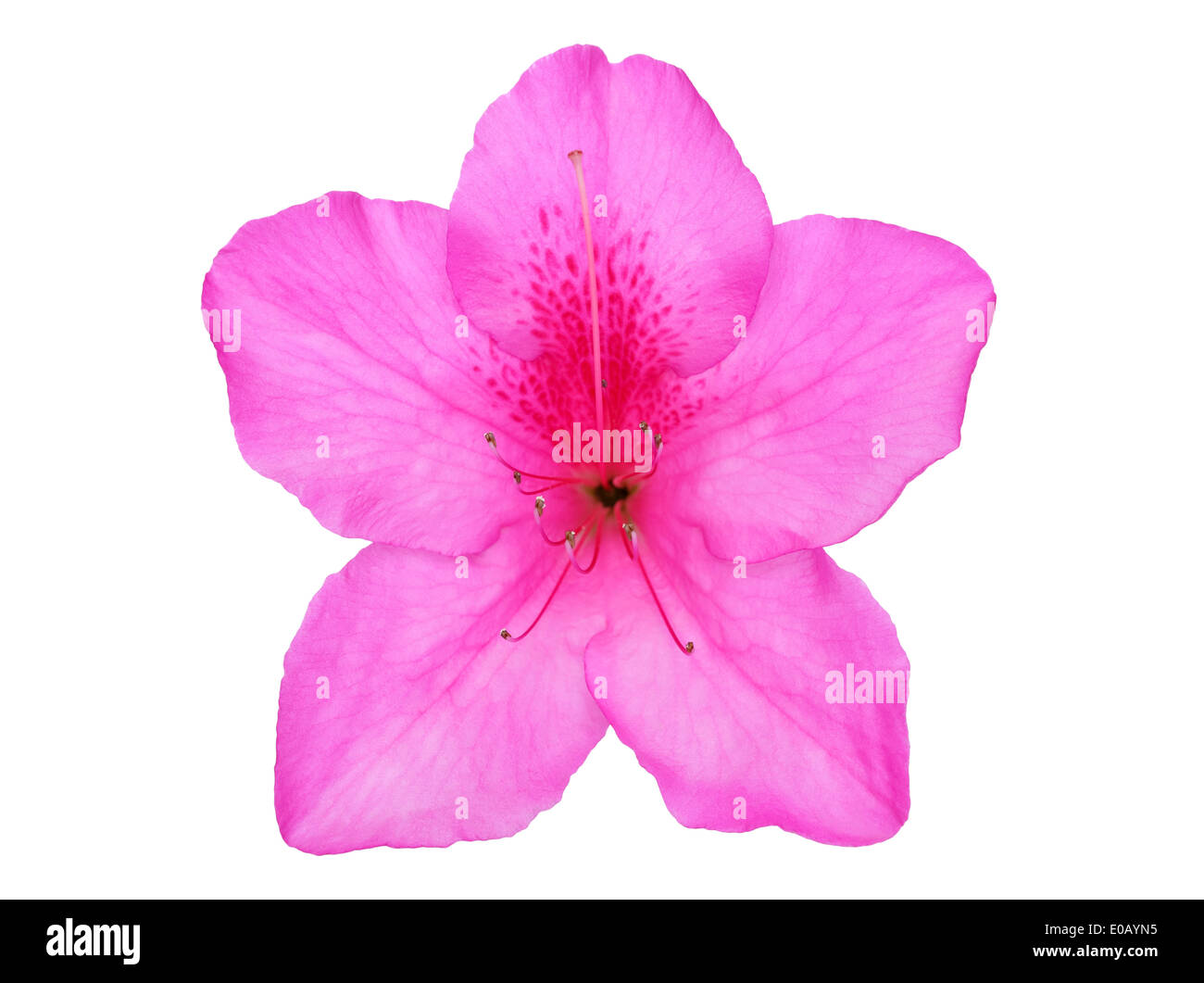 Azalea flower detail Cut Out Stock Images & Pictures - Alamy