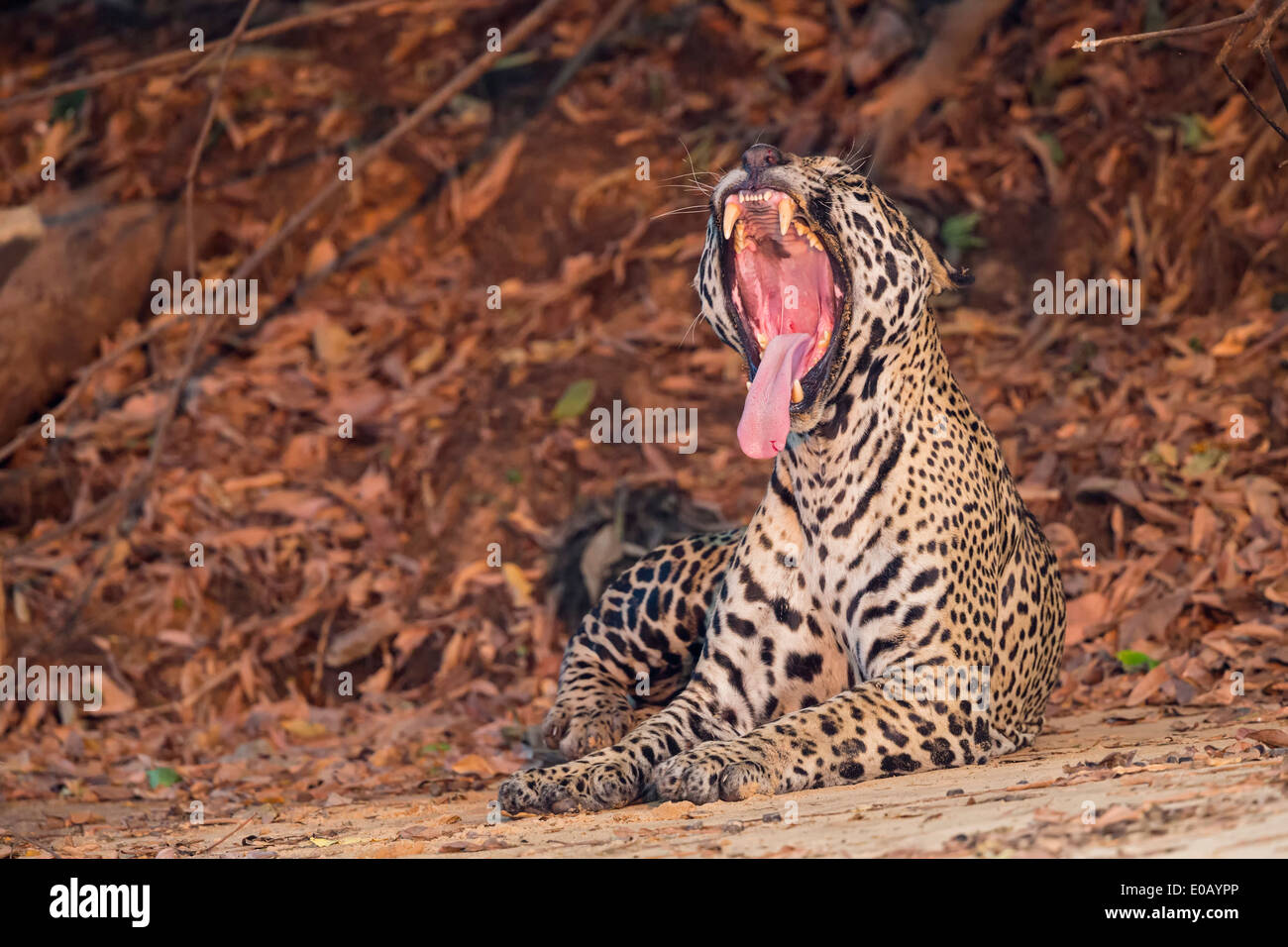 Jaguar with mouth open hi-res stock photography and images - Alamy