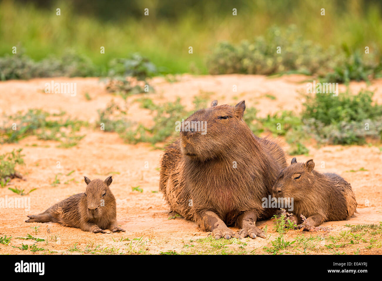 Lying down capybara hi-res stock photography and images - Alamy
