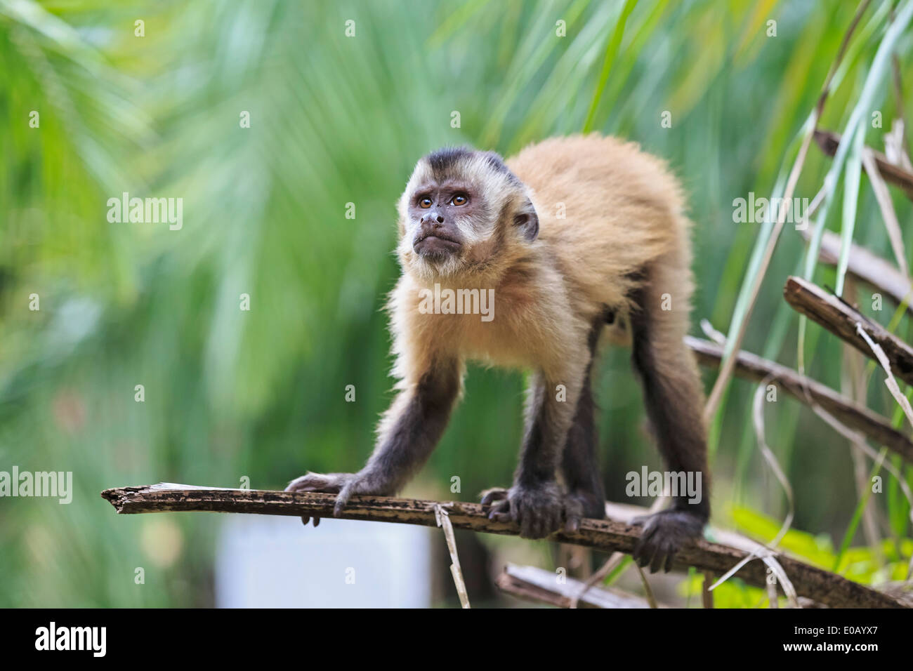 Brazil, Mato Grosso, Mato Grosso do Sul, capuchin monkey (Cebus ...