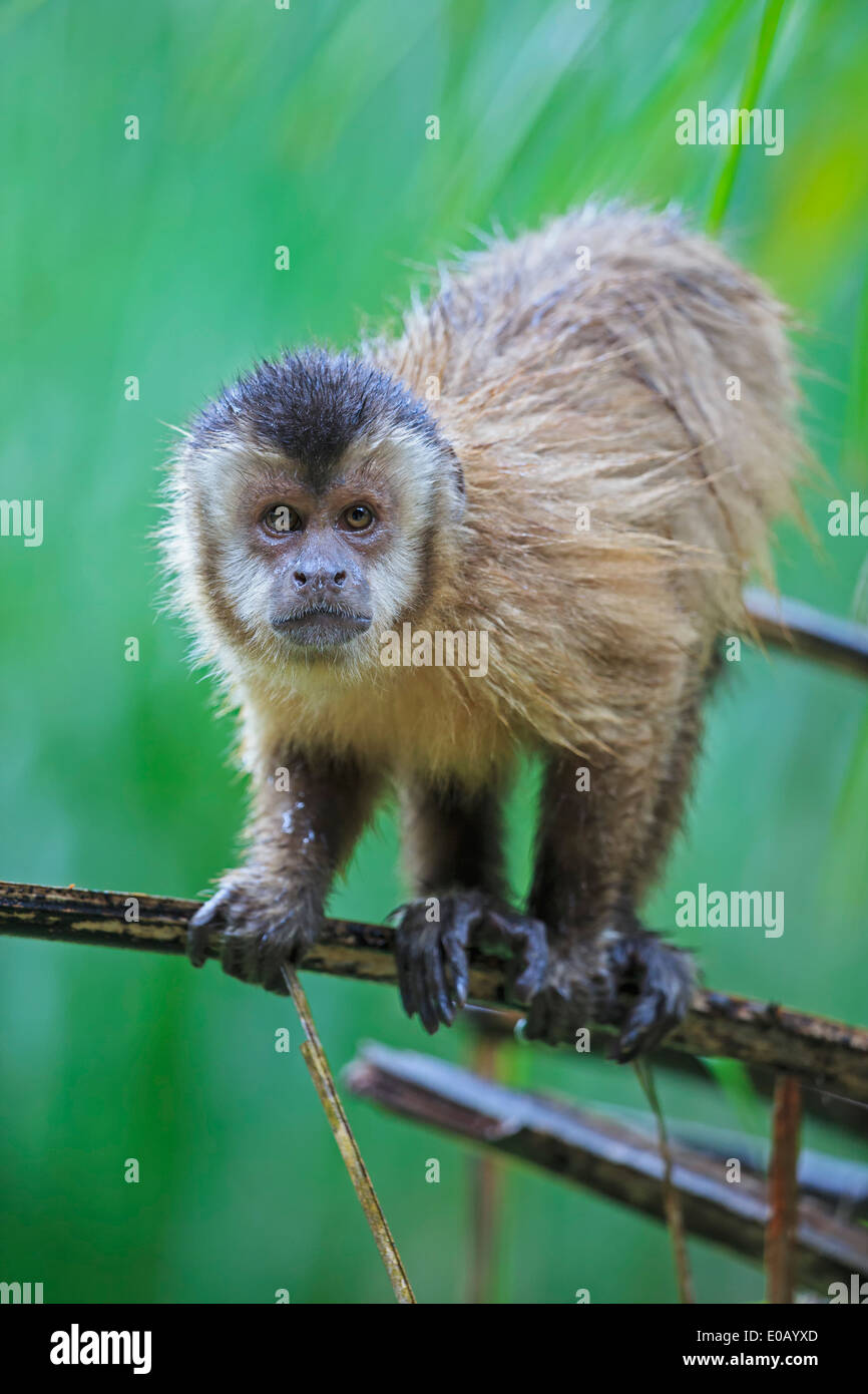 Brazil, Mato Grosso, Mato Grosso do Sul, capuchin monkey (Cebus ...
