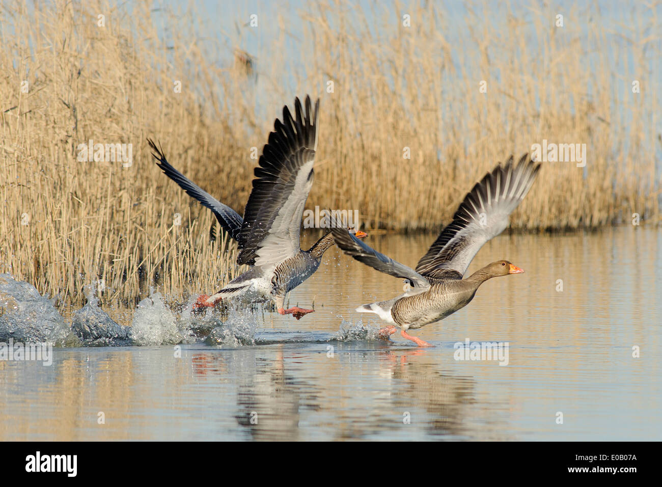 Germany, Schleswig-Holstein, Grey geese, Anser anser, flying Stock Photo - Alamy
