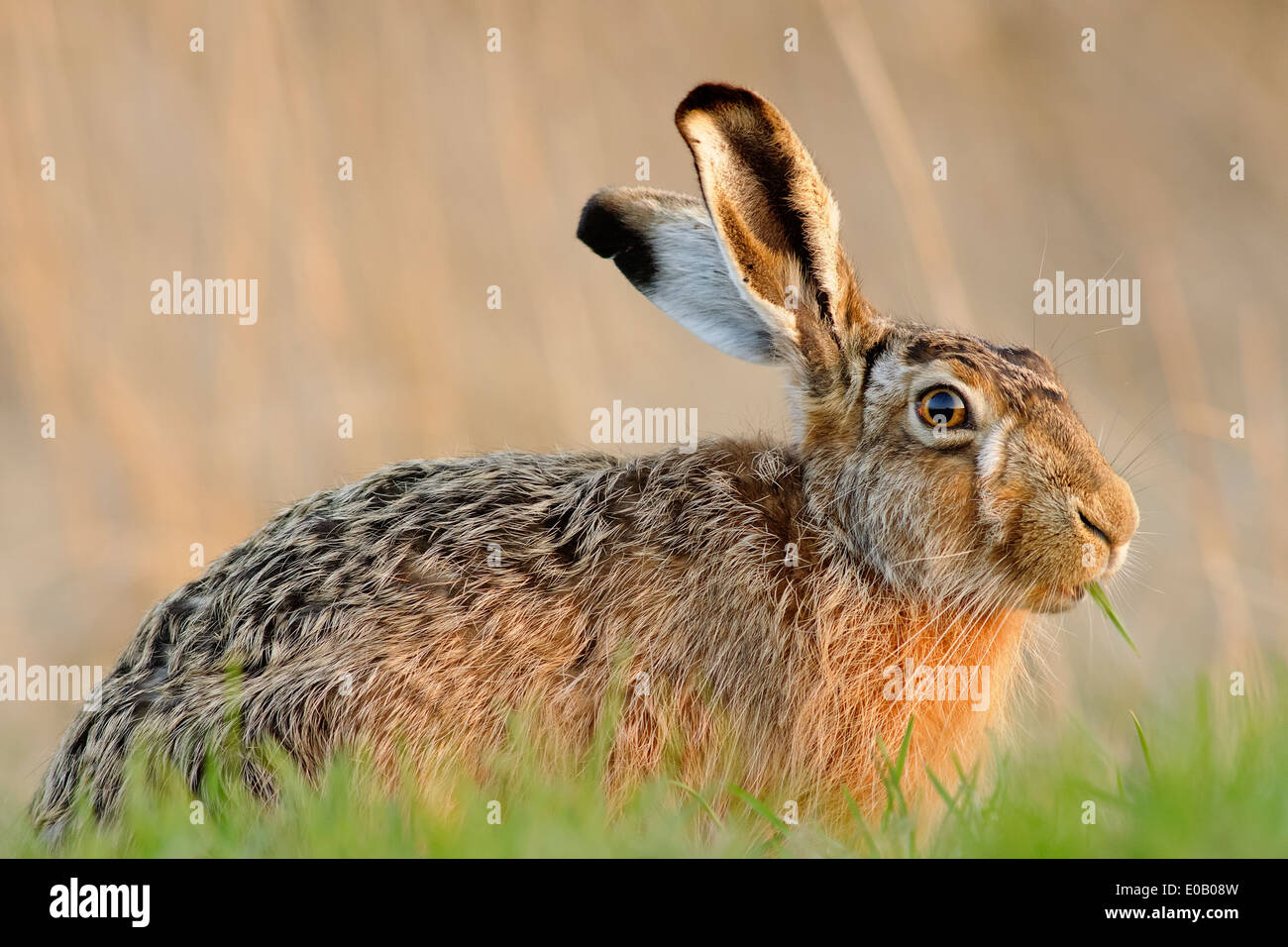 Germany, Schleswig-Holstein, Hare, Leporidae Stock Photo - Alamy