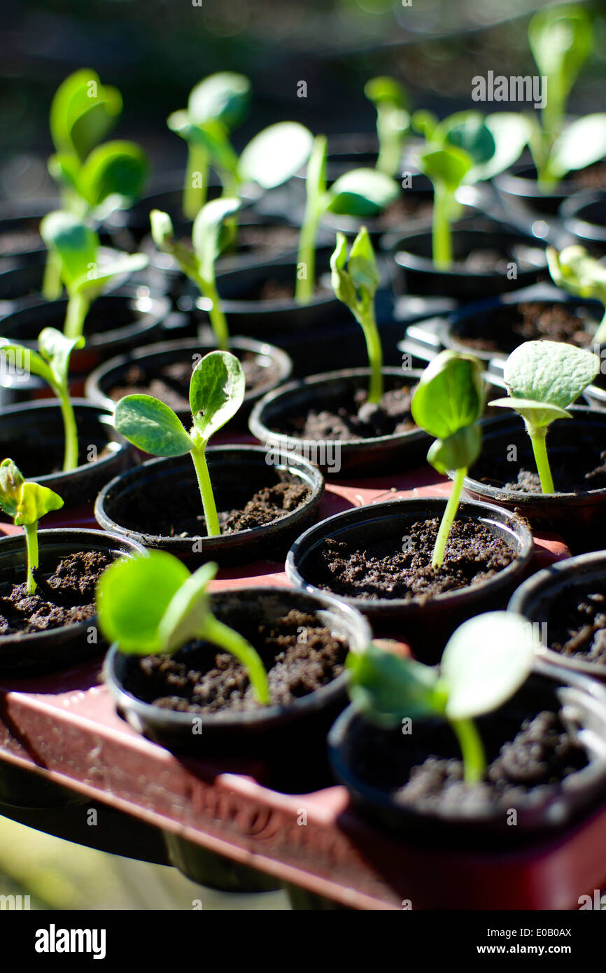 Squash seedlings hi-res stock photography and images - Alamy