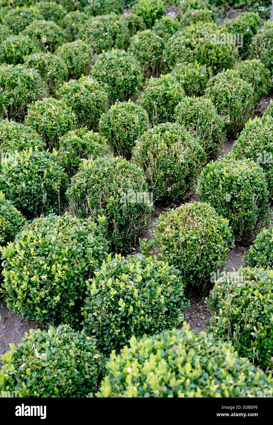 Box trees hi-res stock photography and images - Alamy