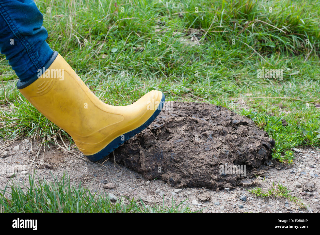 Child in rubber boots walking into cowpat Stock Photo - Alamy