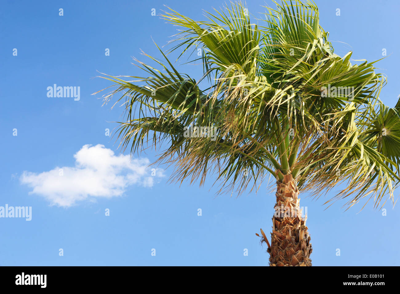 Palm tree is in cyprus hi-res stock photography and images - Alamy