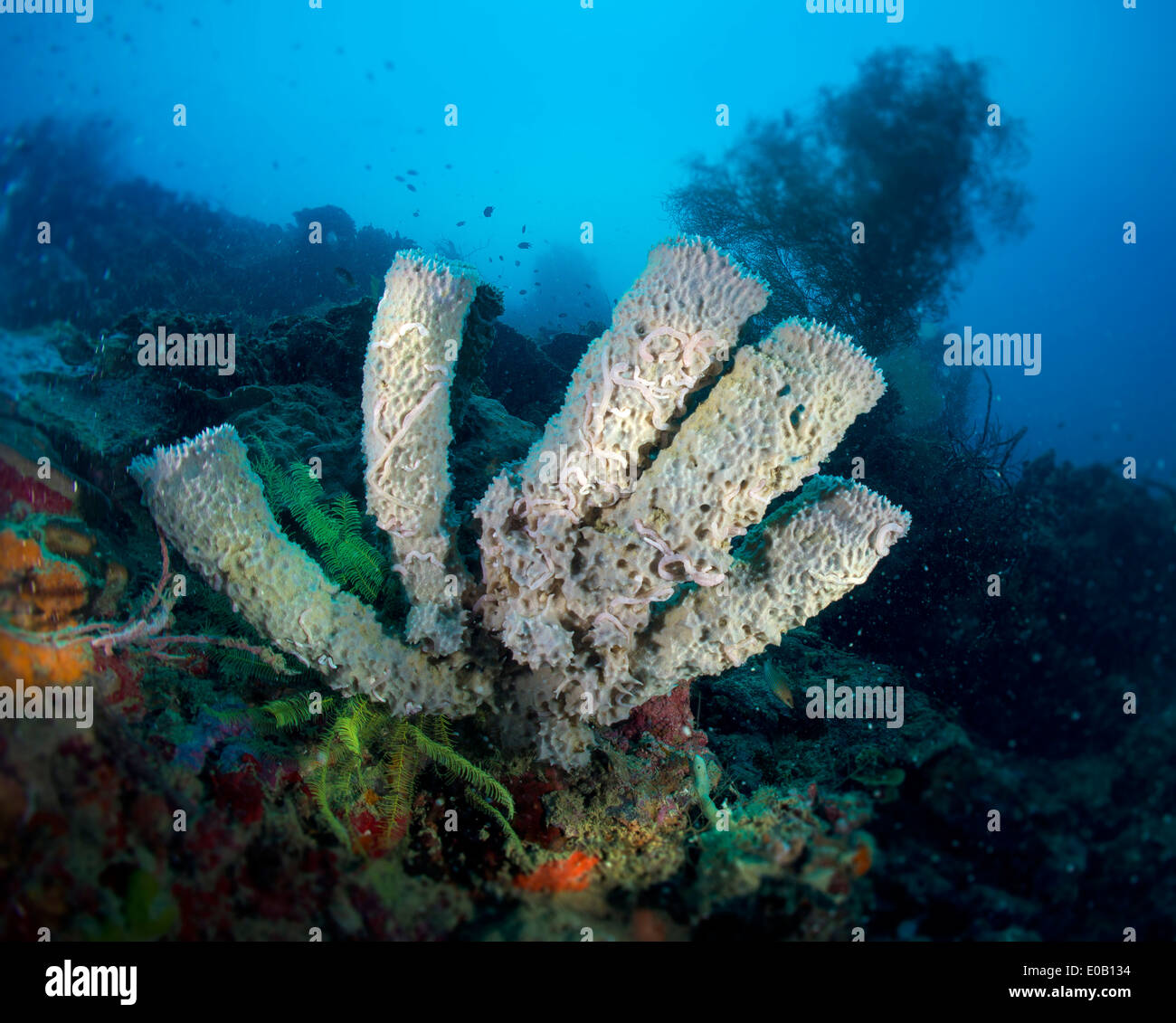 Ocean sponge hi-res stock photography and images - Alamy