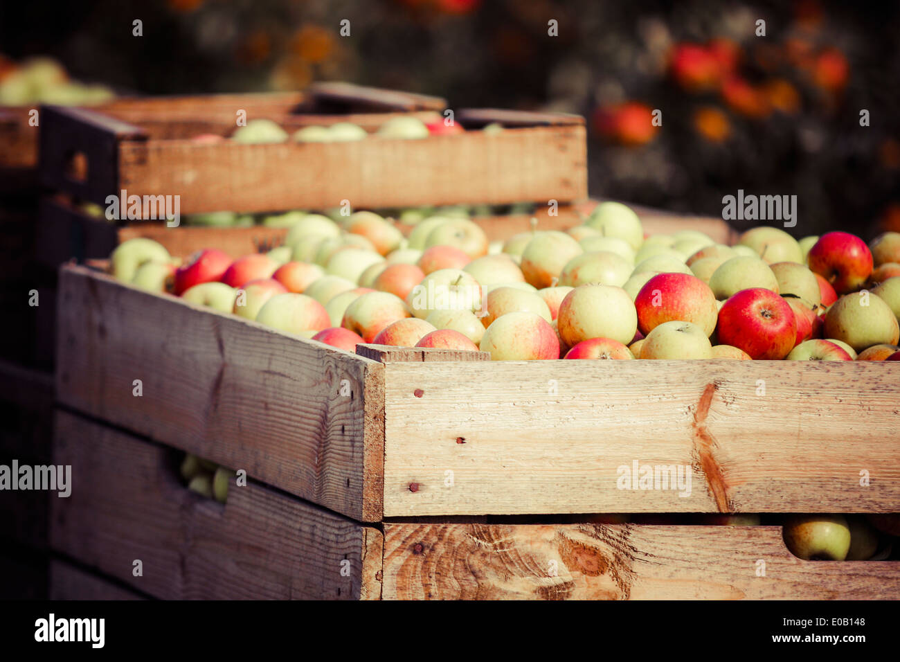 Apples harvested in crates at orchard hi-res stock photography and ...