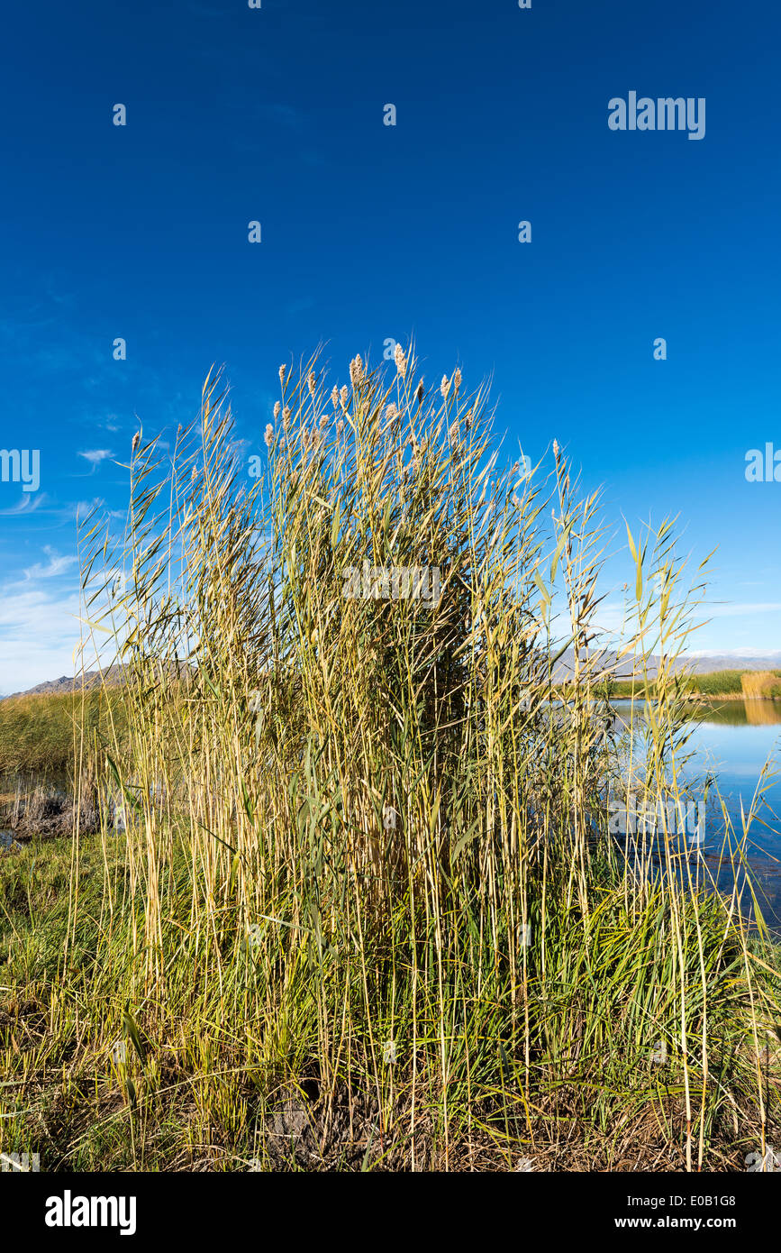 Birch trees in xinjiang,china Stock Photo - Alamy