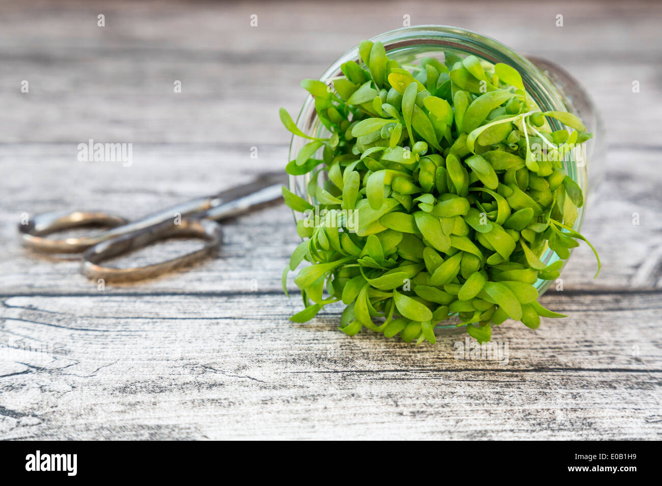 Glass of garden cress and scissors on grey wooden table Stock Photo - Alamy