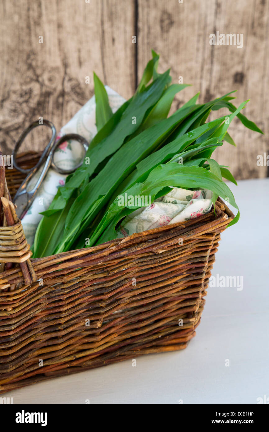 Basket of wild garlic (Allium ursinum) and scissors Stock Photo - Alamy
