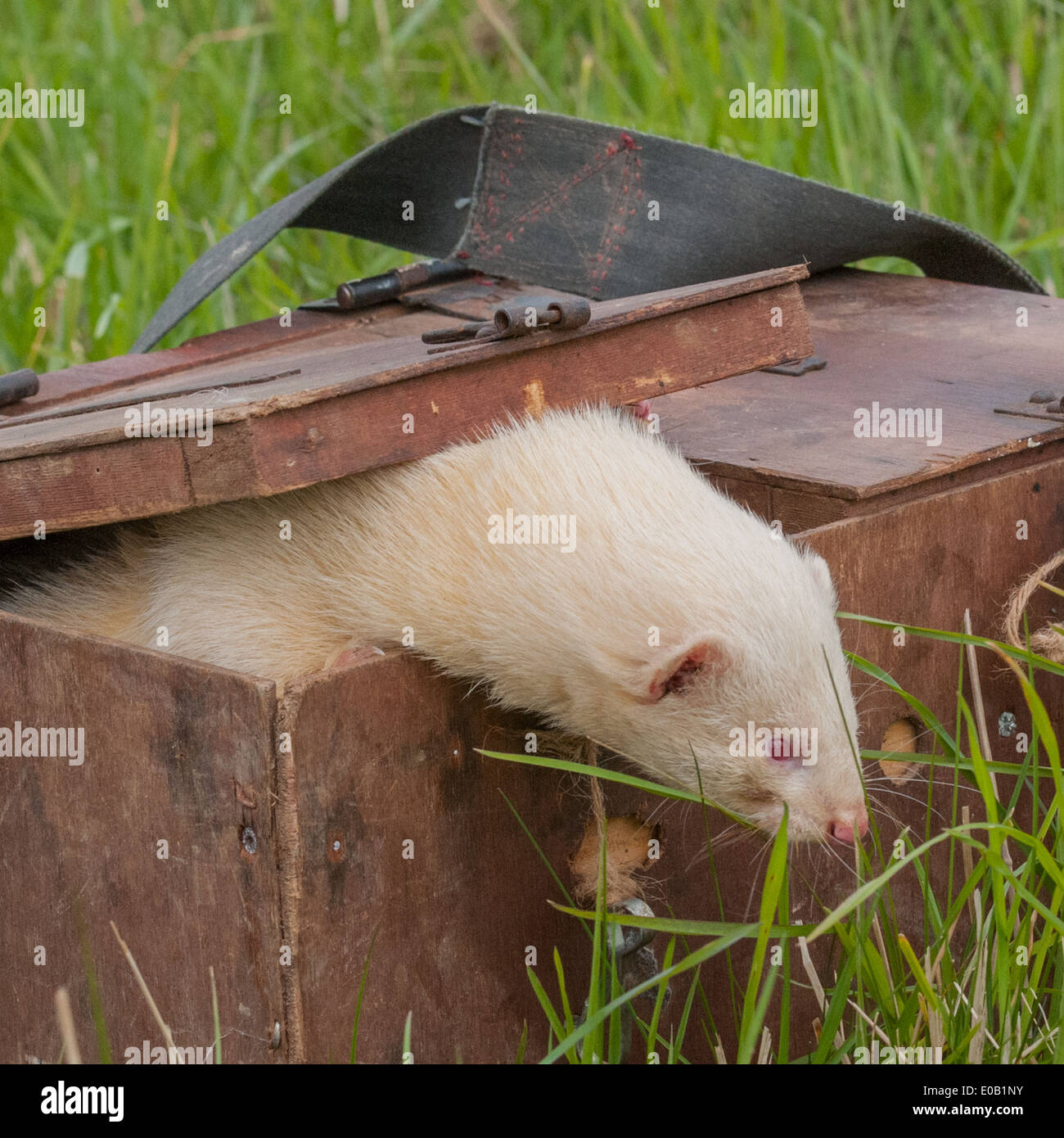 A white albino ferret in a carrying box used to transport them, on long ...
