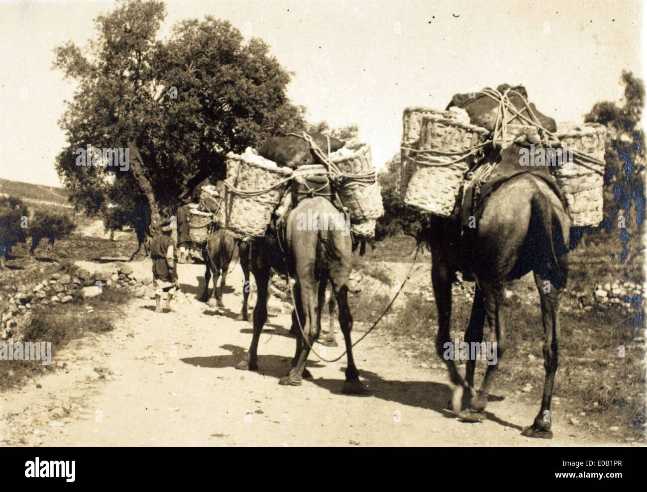 Edwin Newman's collection includes a photo of Camels used for ...