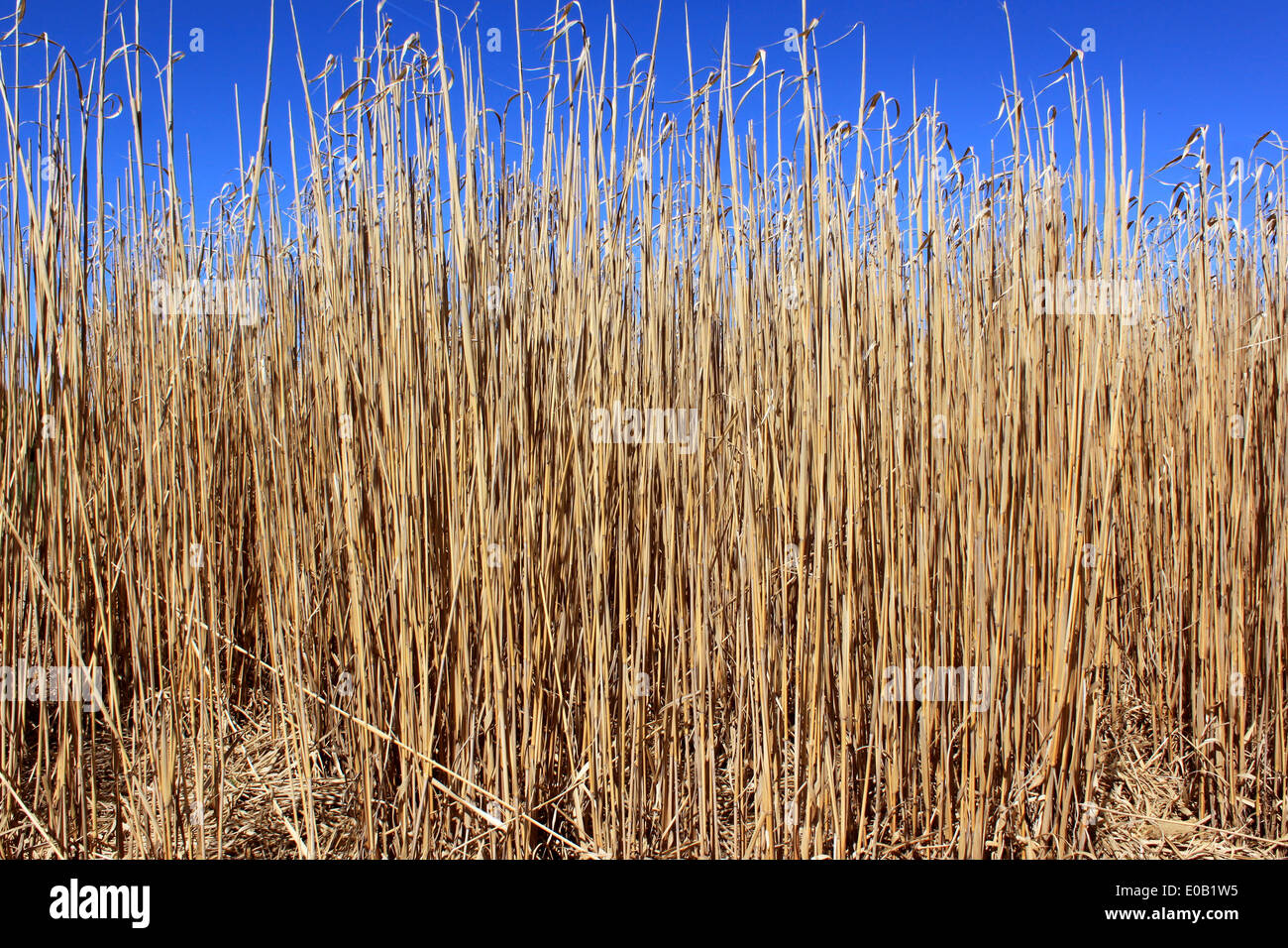 an agricultural field for an organic farming for the harvest of the ...