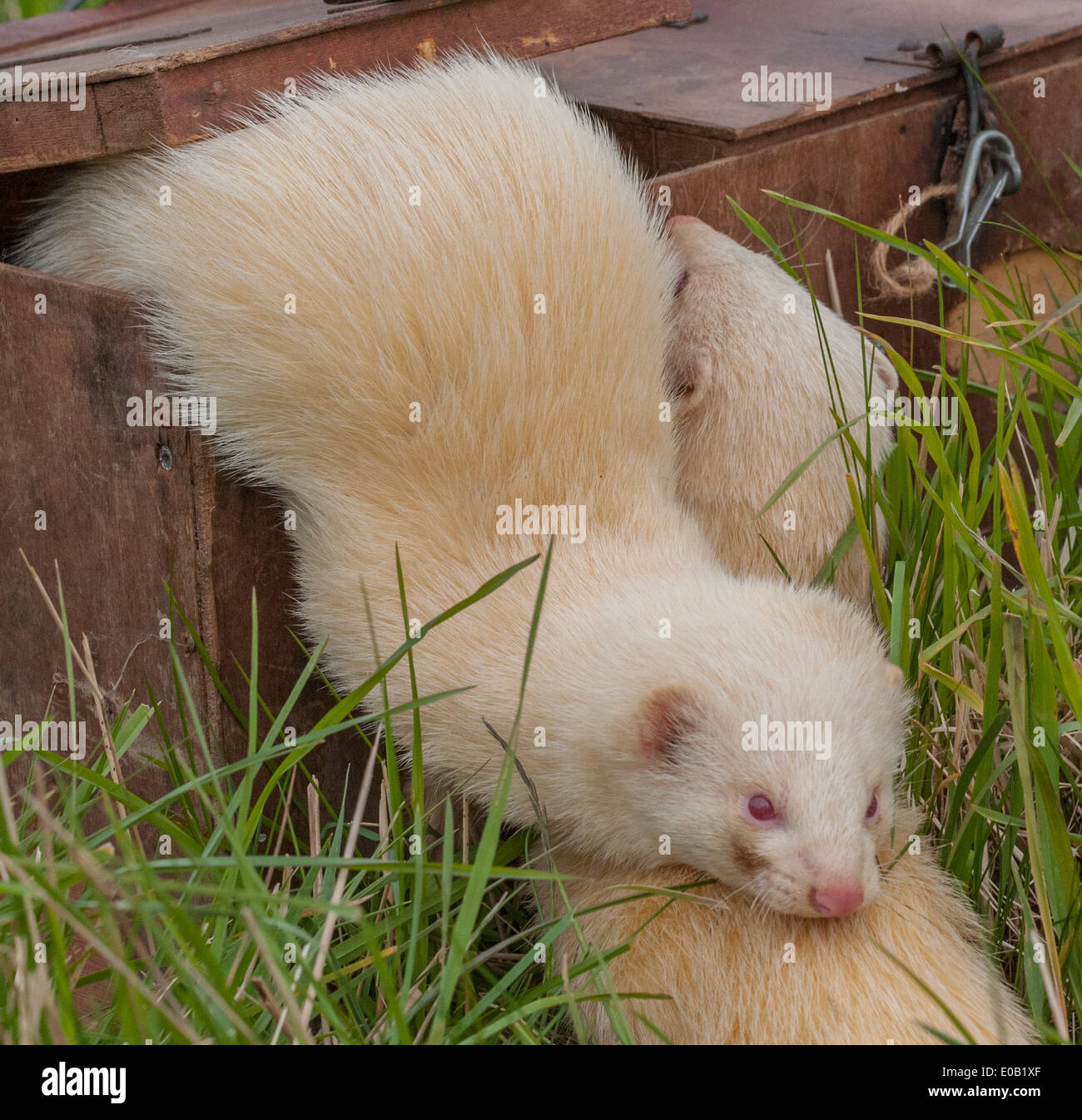 A white albino ferret in a carrying box used to transport them, on long ...