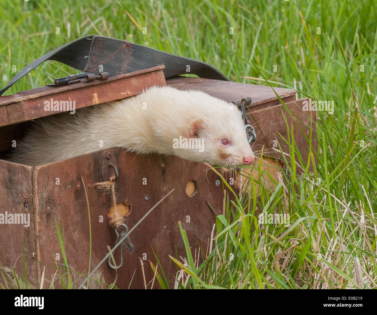 A white albino ferret in a carrying box used to transport them, on long ...