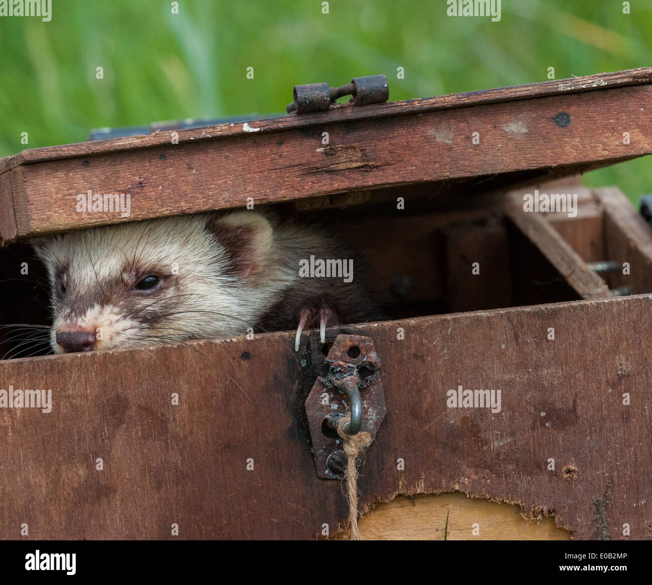 Pole cat ferrets in carrying hi-res stock photography and images - Alamy