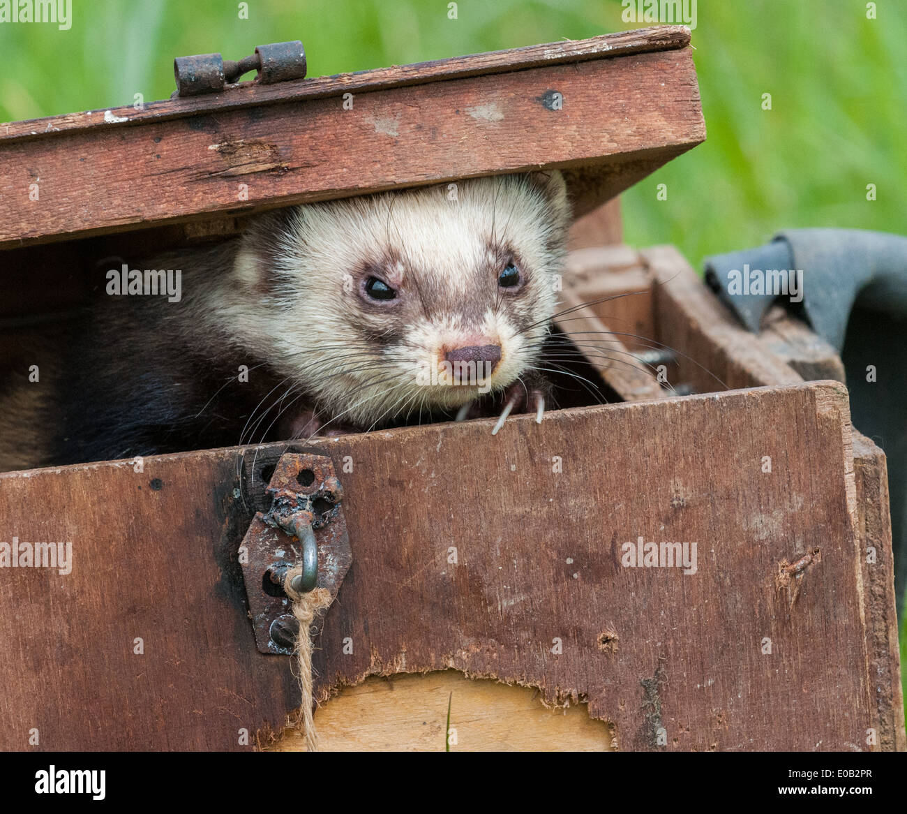 Pole cat ferrets in carrying hi-res stock photography and images - Alamy