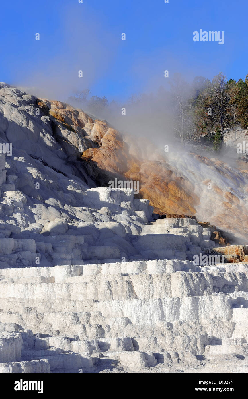 Palette Spring, Lower Terraces, Mammoth Hot Springs, Yellowstone ...