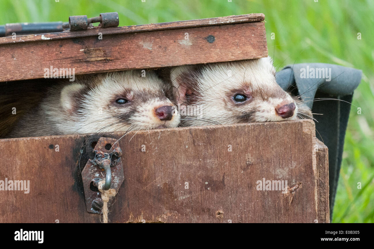 Pole cat ferrets in carrying hi-res stock photography and images - Alamy