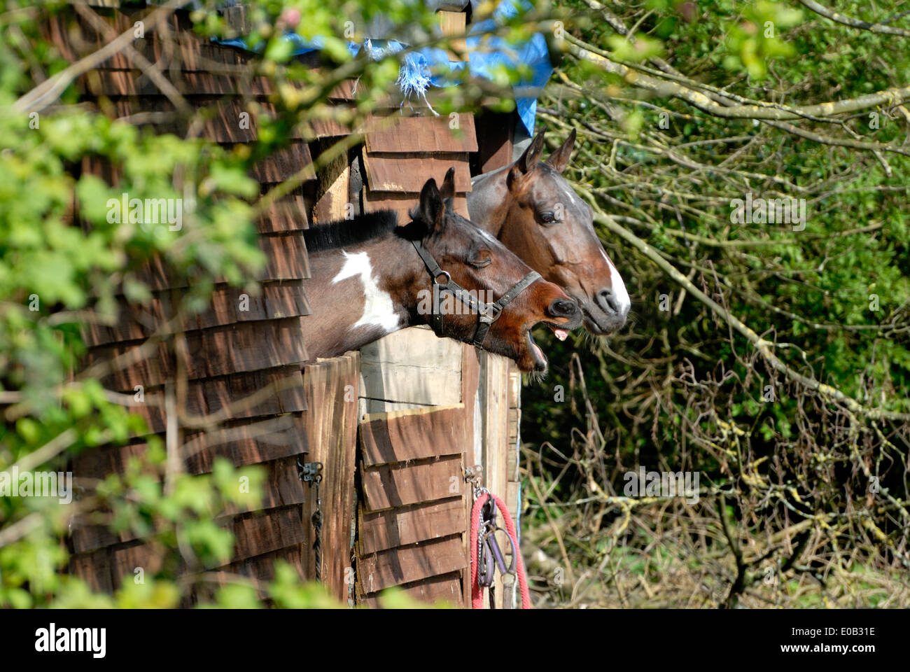 Two horses in a small stable looking out into a field Stock Photo - Alamy