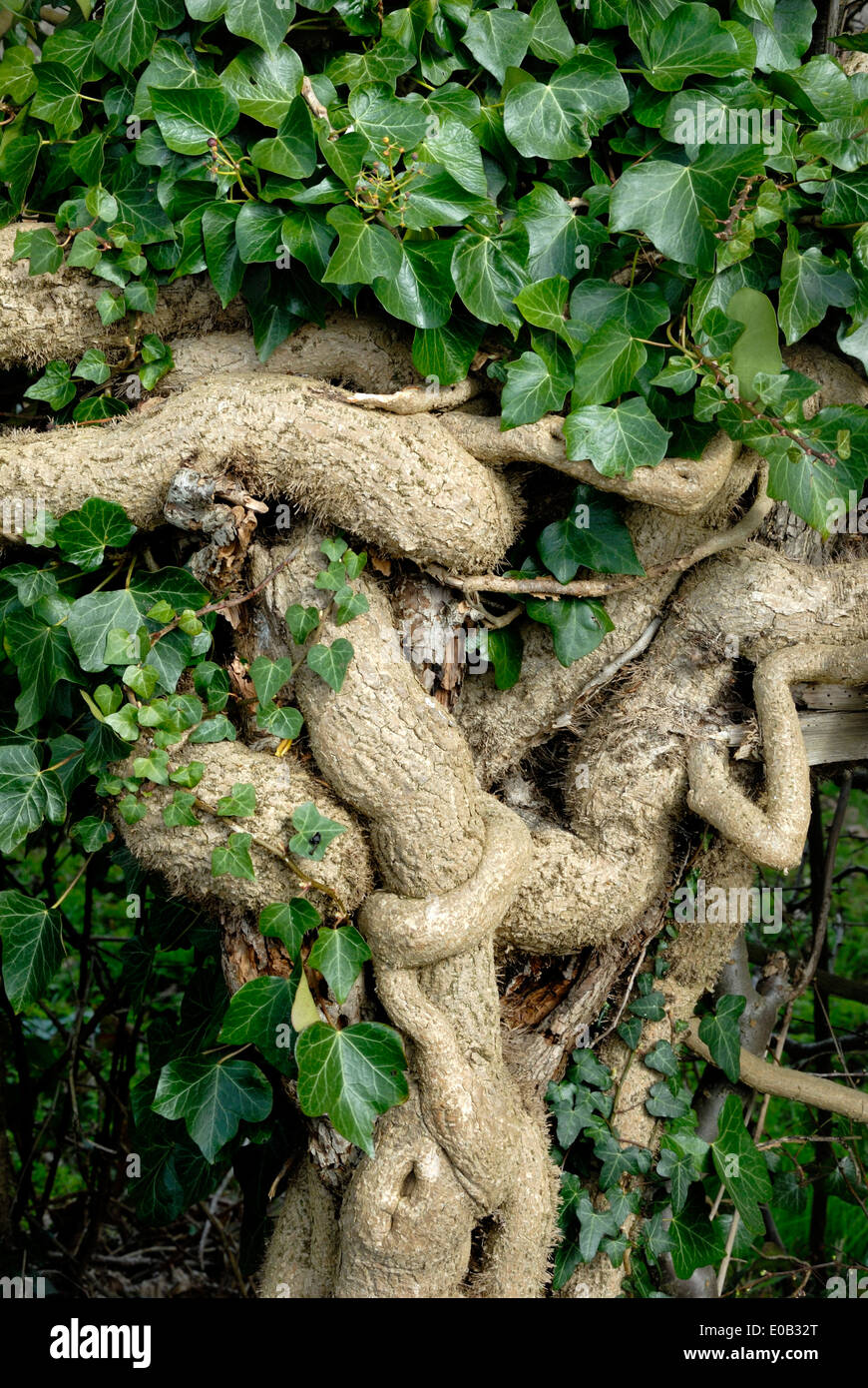 Ivy (Hedera helix) leaves and thick, gnarled stems. (Kent, England ...
