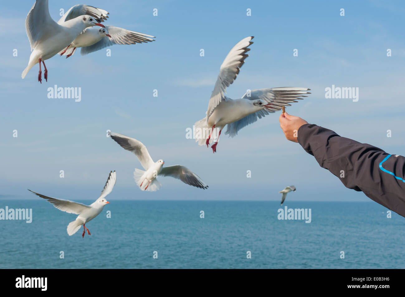 Man feeding seagulls hi-res stock photography and images - Alamy