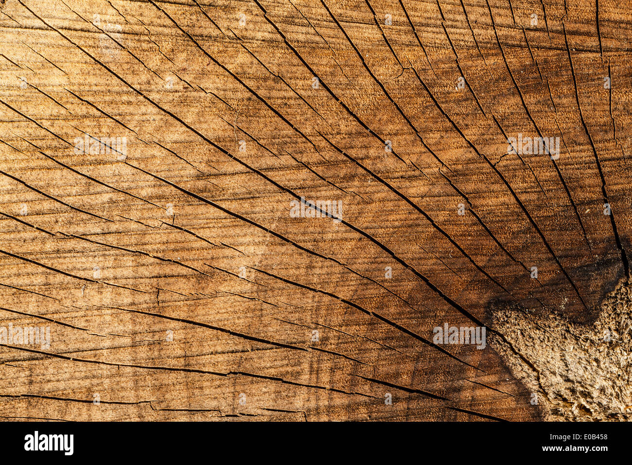 cross section of a wooden log with cracks and circles Stock Photo - Alamy