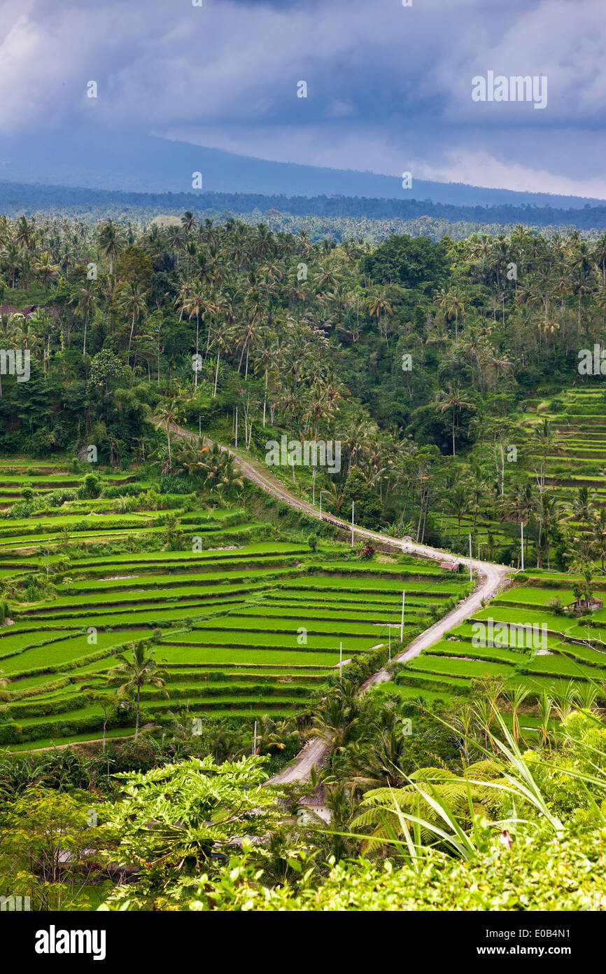 Terraced rice fields in Bali, Indonesia Stock Photo - Alamy