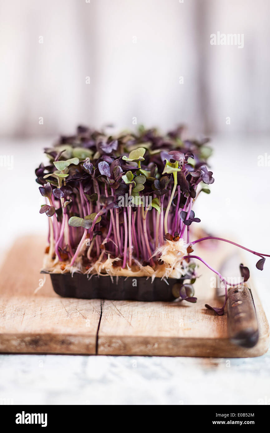 Purple container hi-res stock photography and images - Alamy