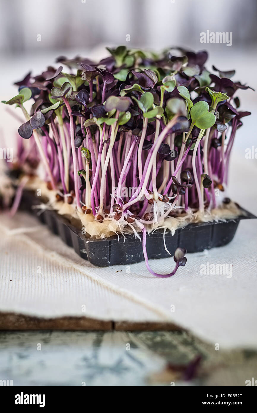 Plastic container hi-res stock photography and images - Alamy