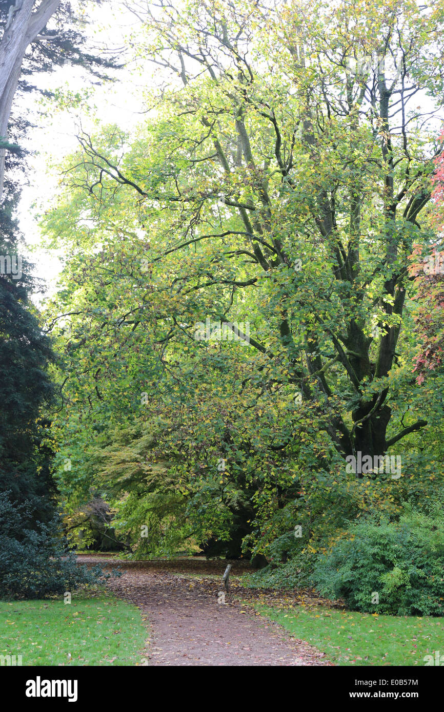 Westonbirt arboretum hi-res stock photography and images - Alamy
