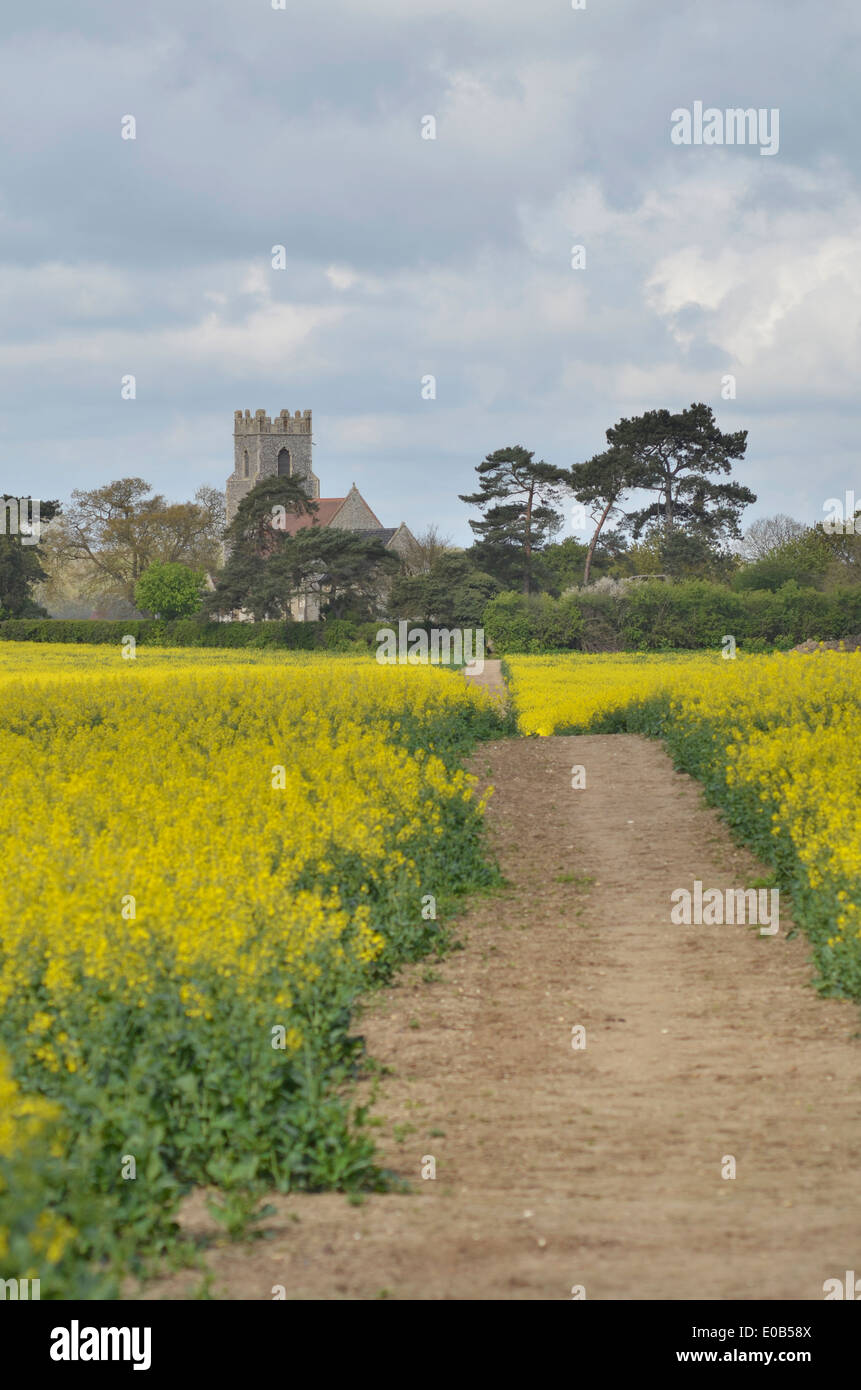 broome church and rape field broome norfolk uk Stock Photo - Alamy