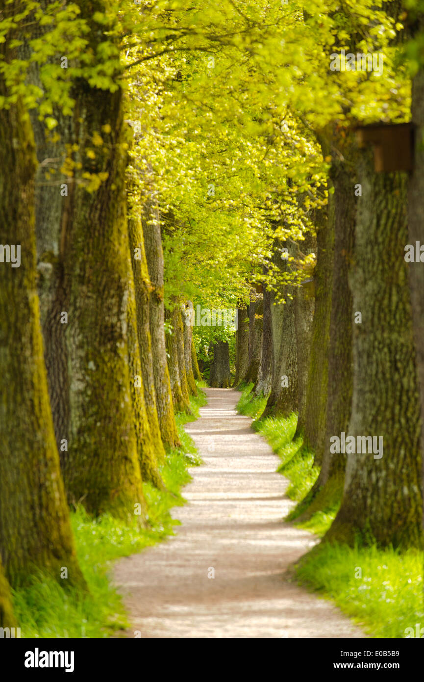 tree alley with small footpath in Bavaria Stock Photo - Alamy